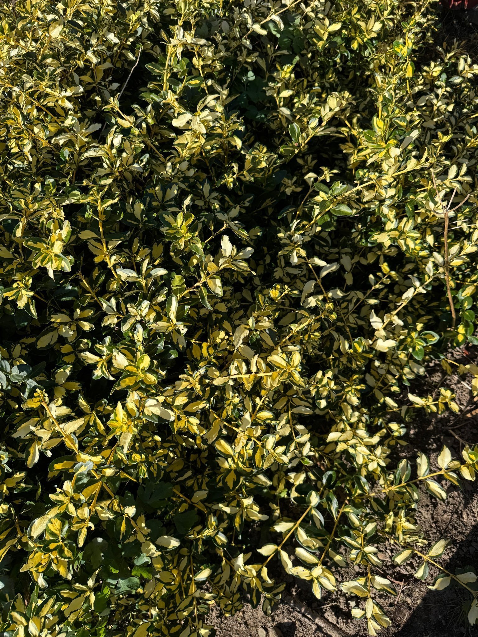 10 PLANTOR BENVED KLÄTTERBENVED BUSKAR HÄCK GRÖ.. | Köp på Tradera ...