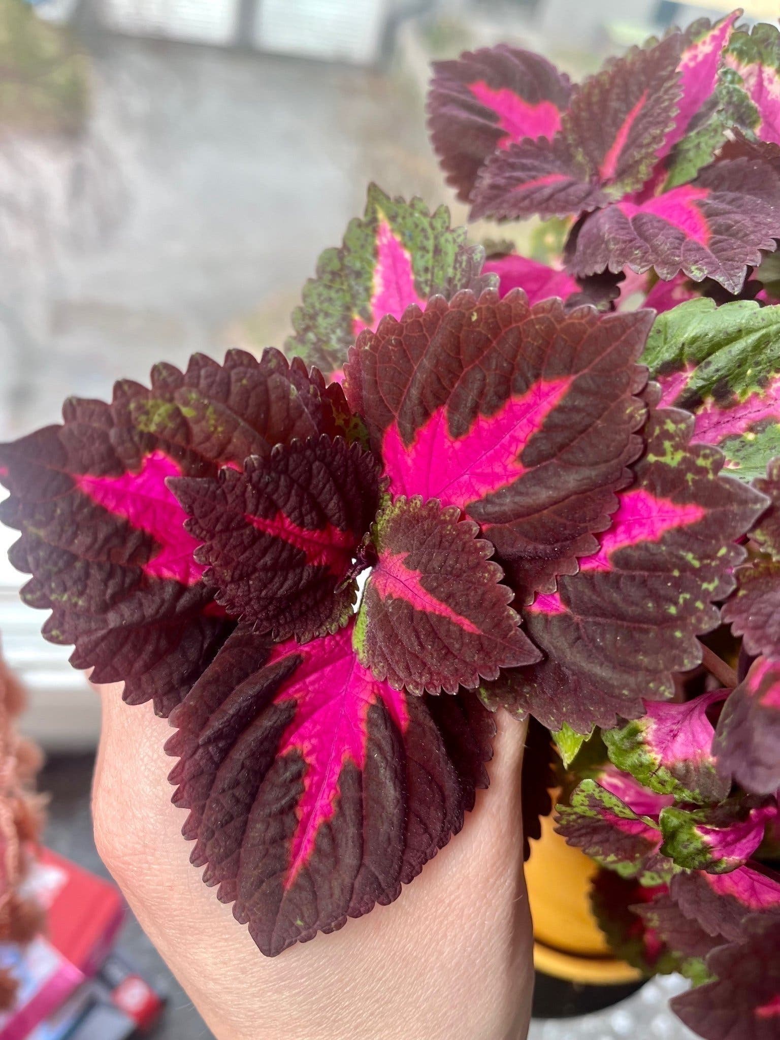Se produkter som liknar Stickling Palettblad Coleus C.. på Tradera ...