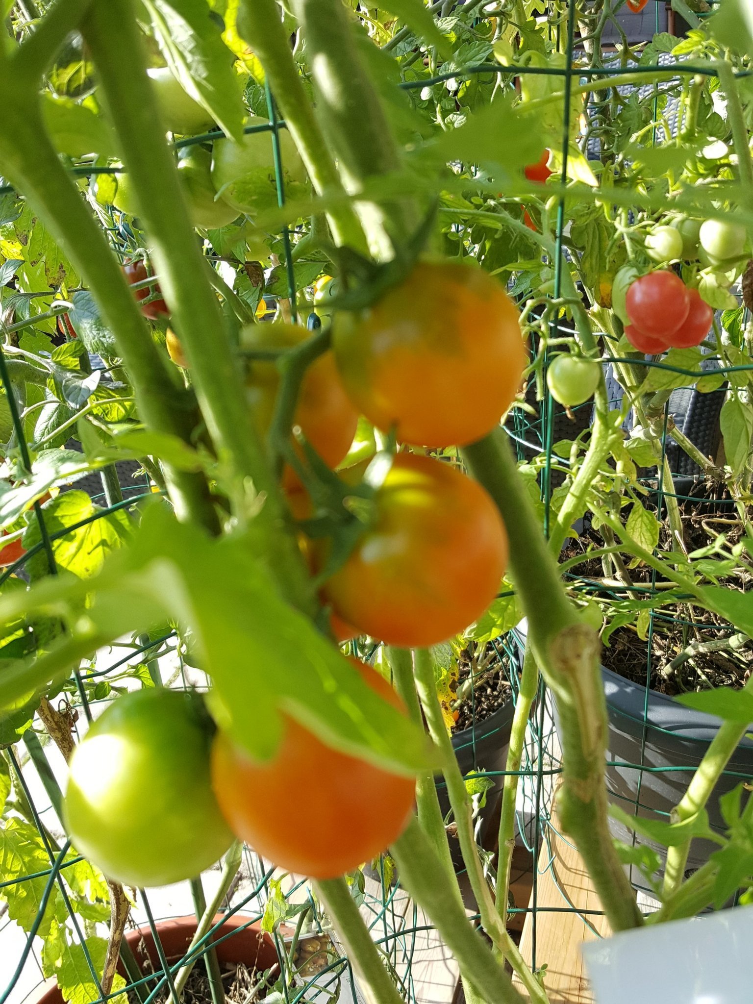 Frö vintertomat Ponderosa pomodoro fantastisk m.. | Köp på Tradera ...