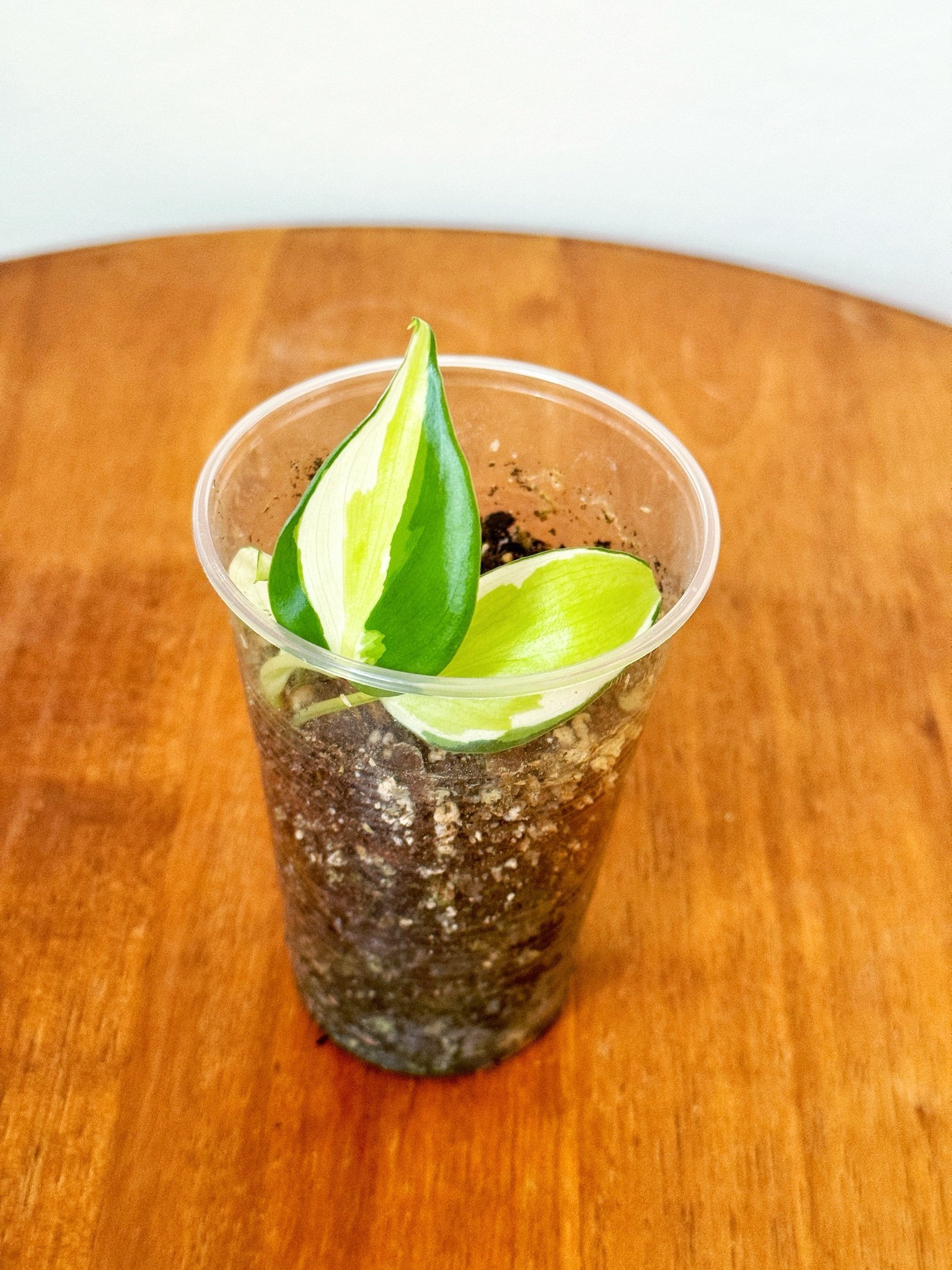 Philodendron “ CREAM SPLASH " Liten planta (Pot.. | Köp på Tradera ...