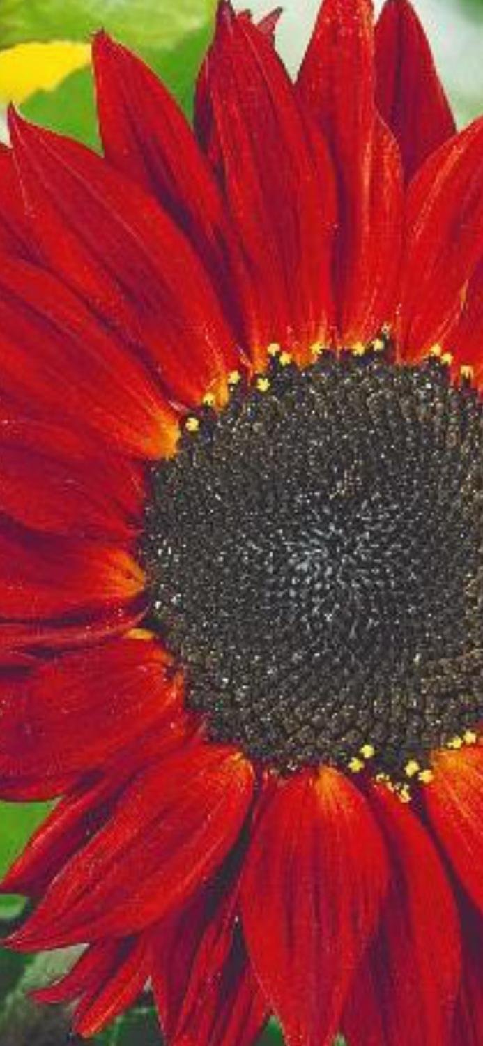 Solros 'Crimson Queen. Vackert.. | Köp från Frejasfröer på Tradera ...