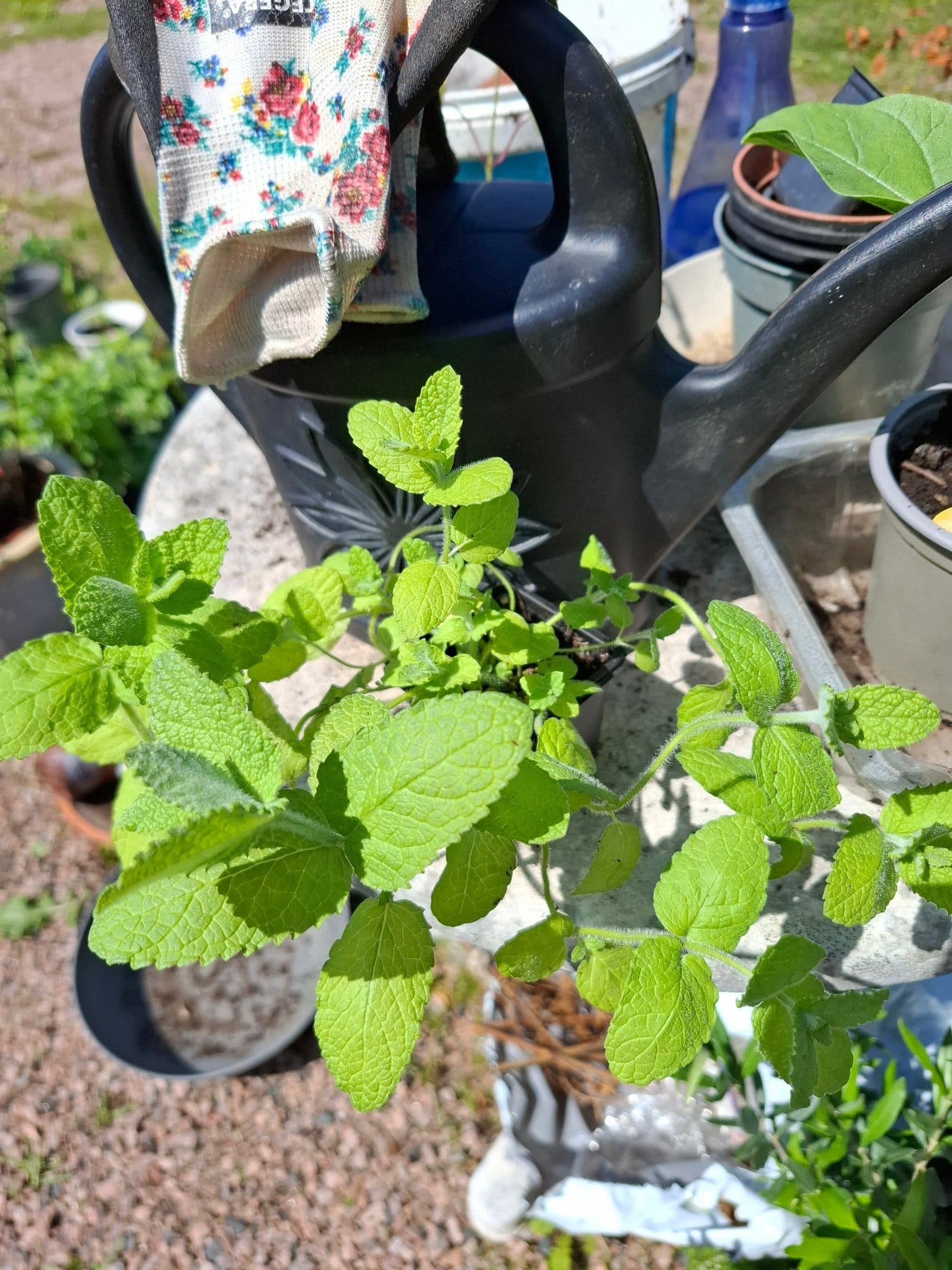 en frösådd planta av äppelmynta/ egyptisk mynta.. | Köp på Tradera ...