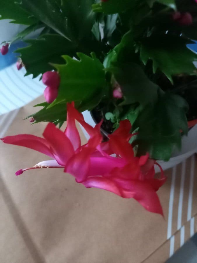 Novemberkaktus.Schlumbergera -Hybr. 'Margrit Kö.. | Köp på Tradera ...