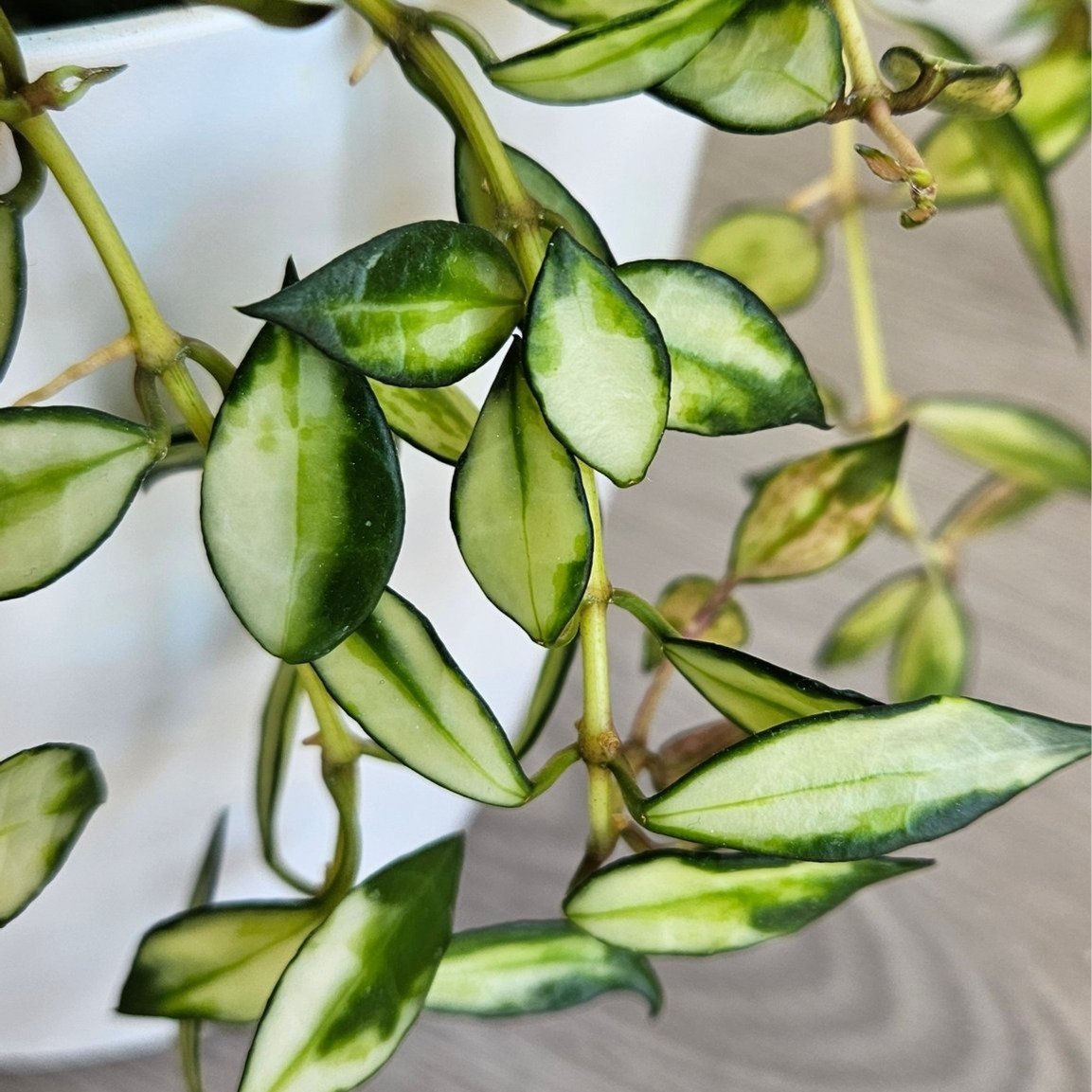 Se produkter som liknar Hoya lacunosa variegata *PLAN.. på Tradera ...
