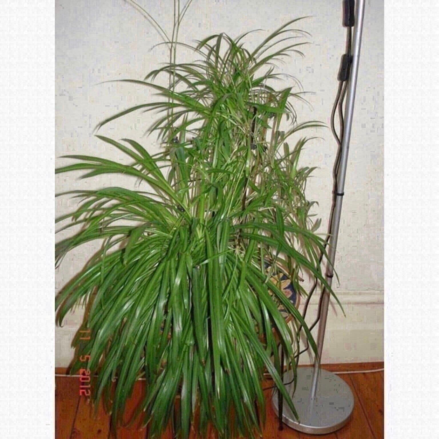 Se produkter som liknar 7 STYCKEN VÄLROTADE GAMMALDAG.. på Tradera ...