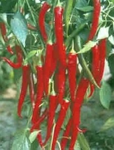 Capsicum 'Red Demon' - Chili | Köp på Tradera (247186474)