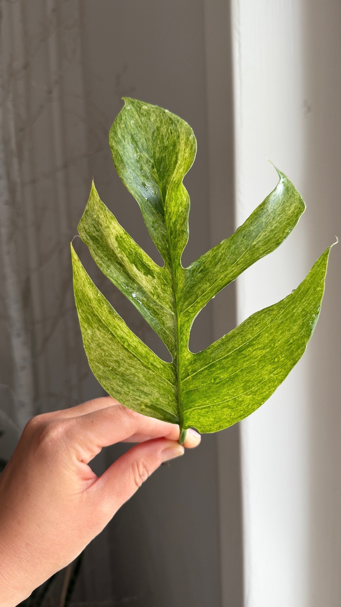 Epipremnum Pinnatum Mint Variegated Stickling | Köp på Tradera (733502163)
