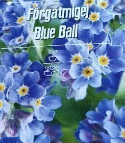Förglömmigej 'Blue Ball' 80 frön | Köp på Tradera (708765971)