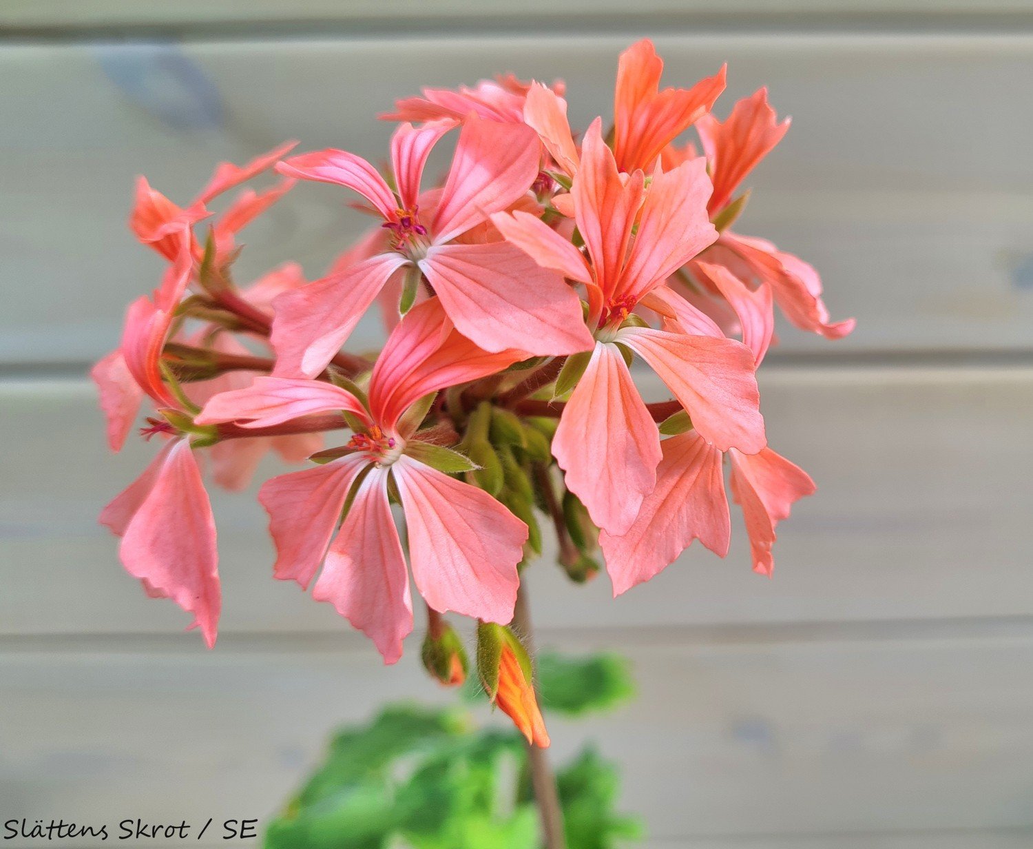 Se produkter som liknar Pelargon - Slättens Skrot - s.. på Tradera (691678239)