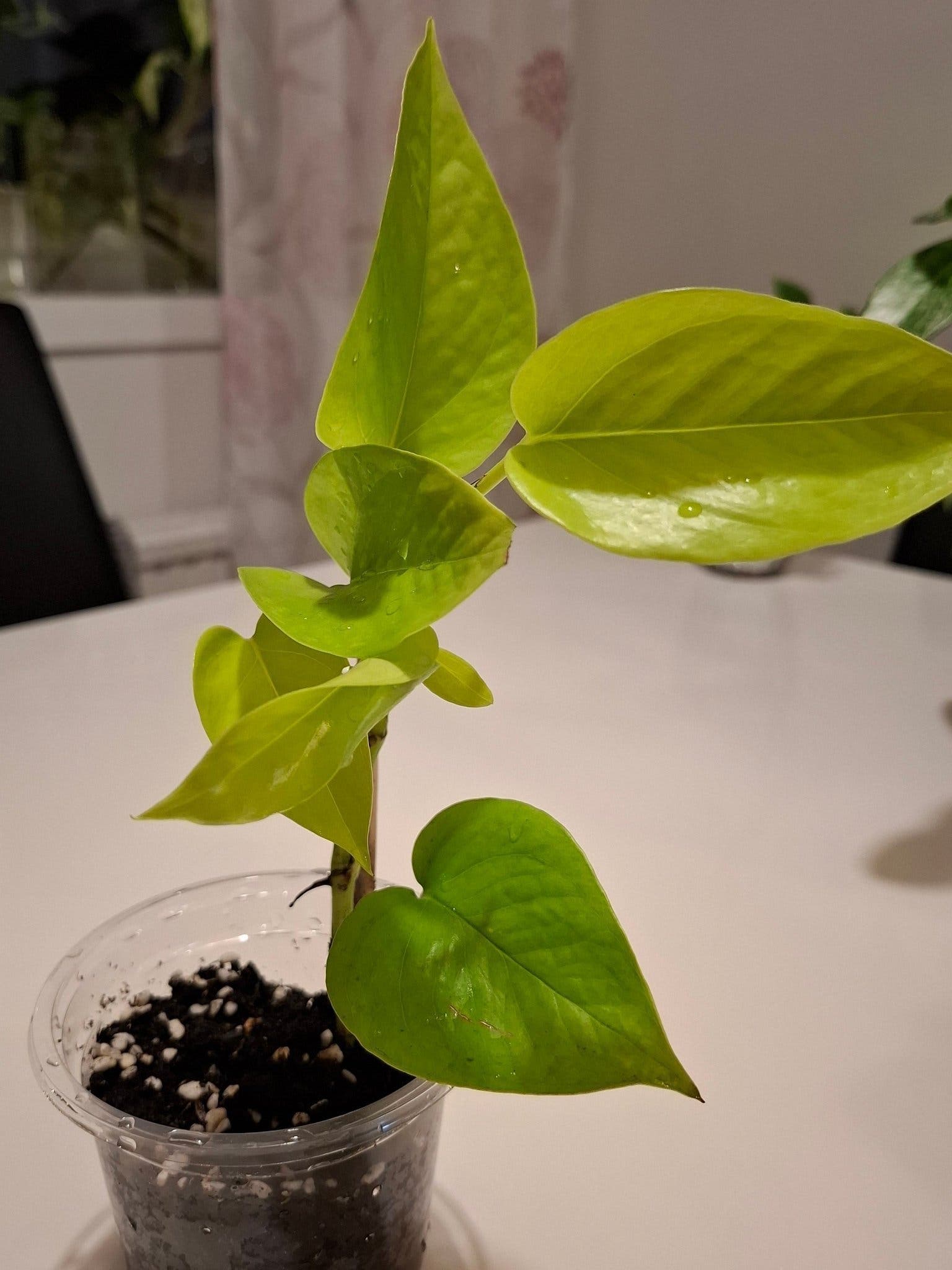 Gullranka Neon stickling | Köp på Tradera (706917392)