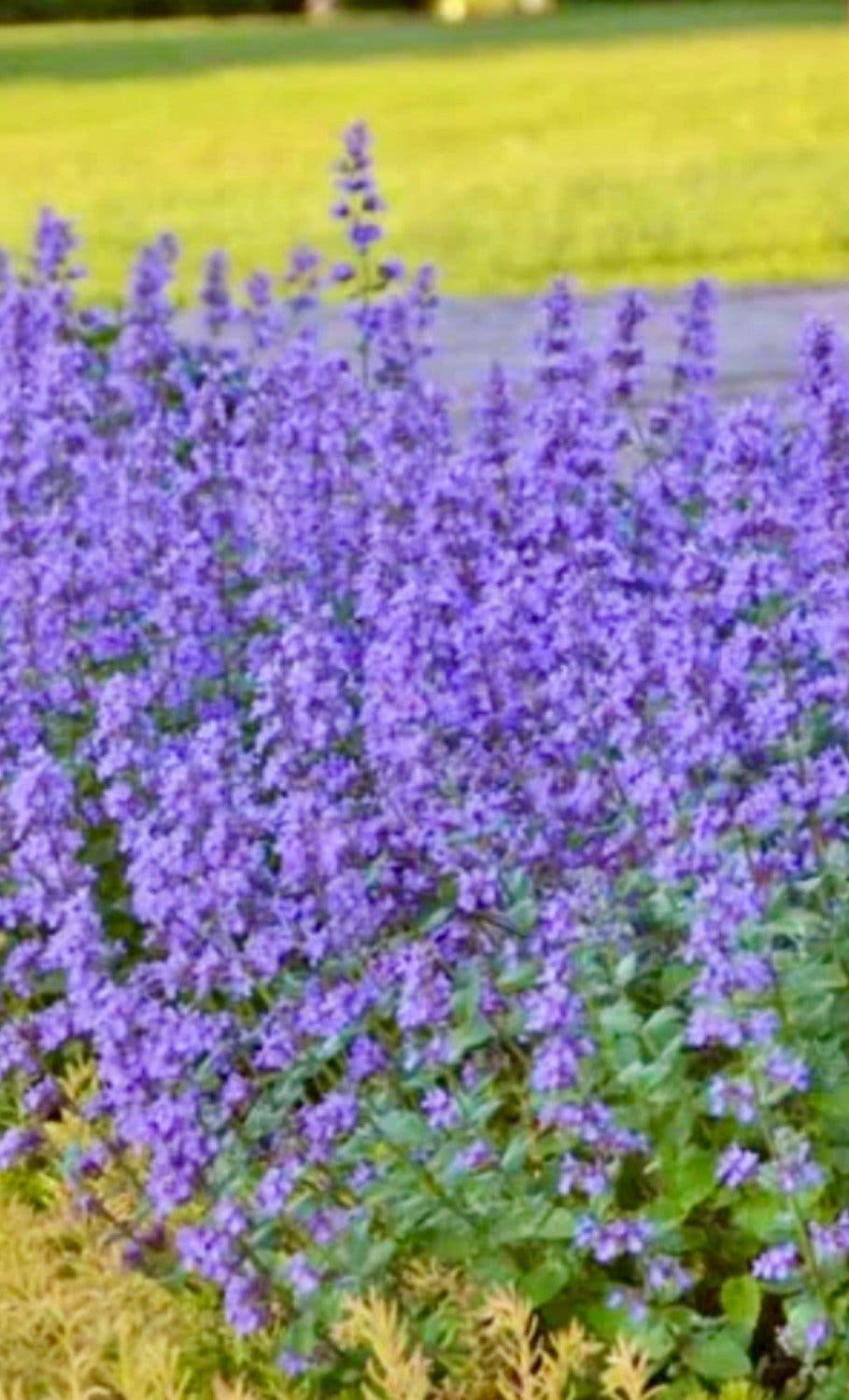 Kantnepeta ’Faassenii, perenn .. | Köp från Frejasfröer på Tradera ...