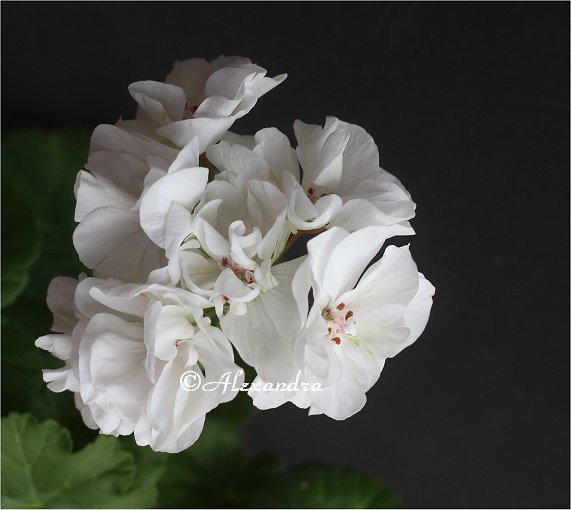 Söta dvärgpelargonen Mums Mums. Rotad Pelargon. | Köp på Tradera ...