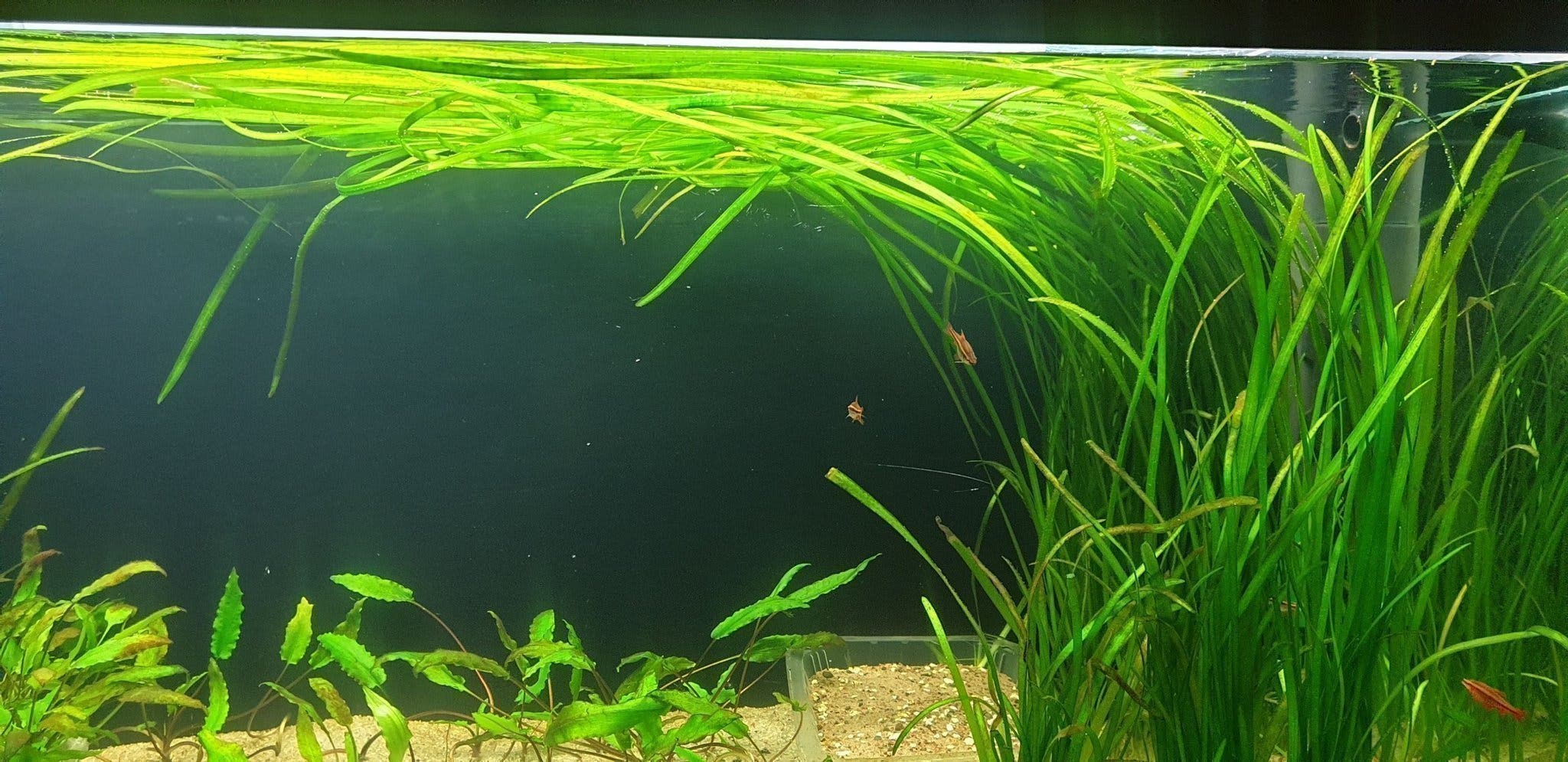 Se produkter som liknar Vallisneria Spiralis Tiger på Tradera (713688882)