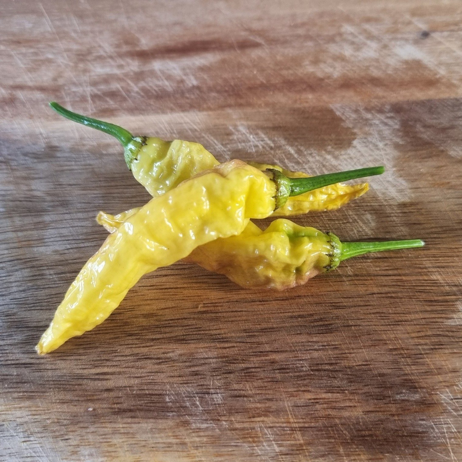 Chili Monkey Face Yellow 10 frön | Köp på Tradera (712508810)