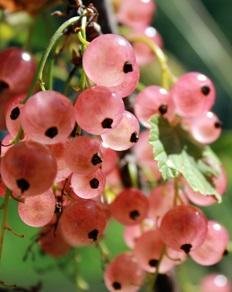 Ribes rubrum 'Pink Champagne' - Rosa Vinbär | Köp på Tradera (493117755)