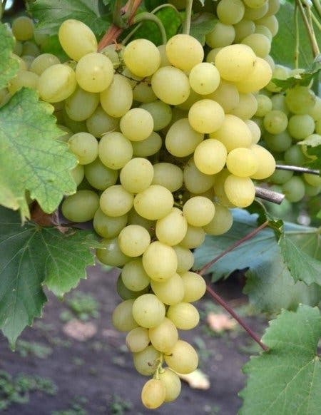 Vitis Vostorg zon 1-3 Stickling | Köp på Tradera (695125786)