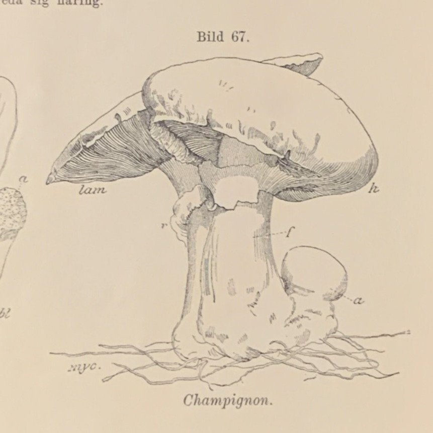 Träsnitt ”Champinjon” fr.. | Köp från virvelvind-forlag på Tradera ...