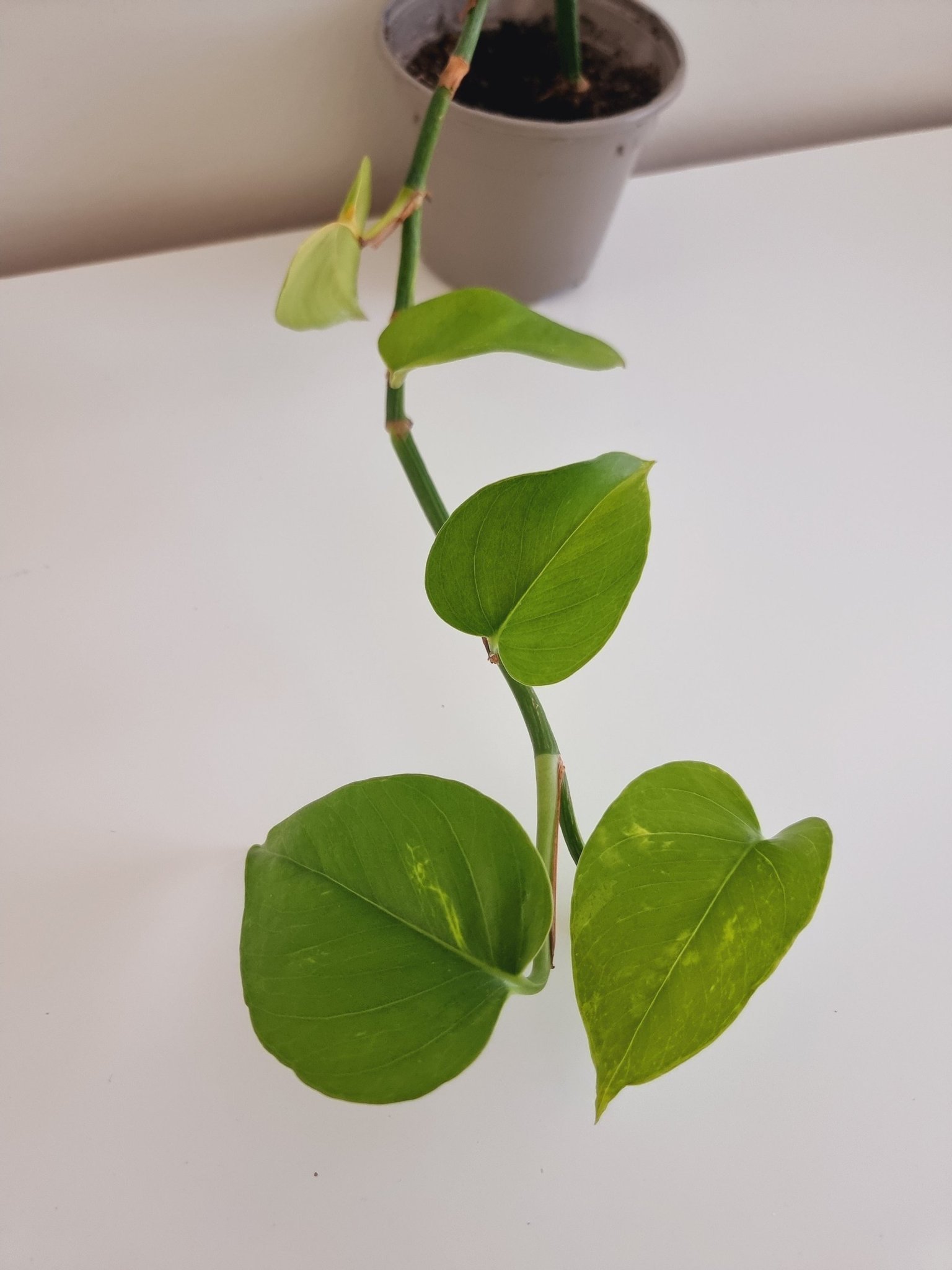 Se produkter som liknar Gullranka stor höstrotad stic.. på Tradera ...