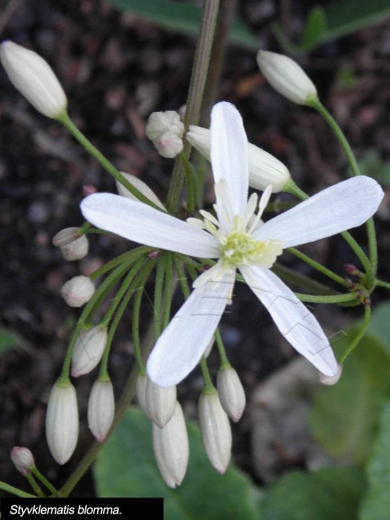 Se produkter som liknar STYVKLEMATIS CLEMATIS RECTA ! på Tradera ...