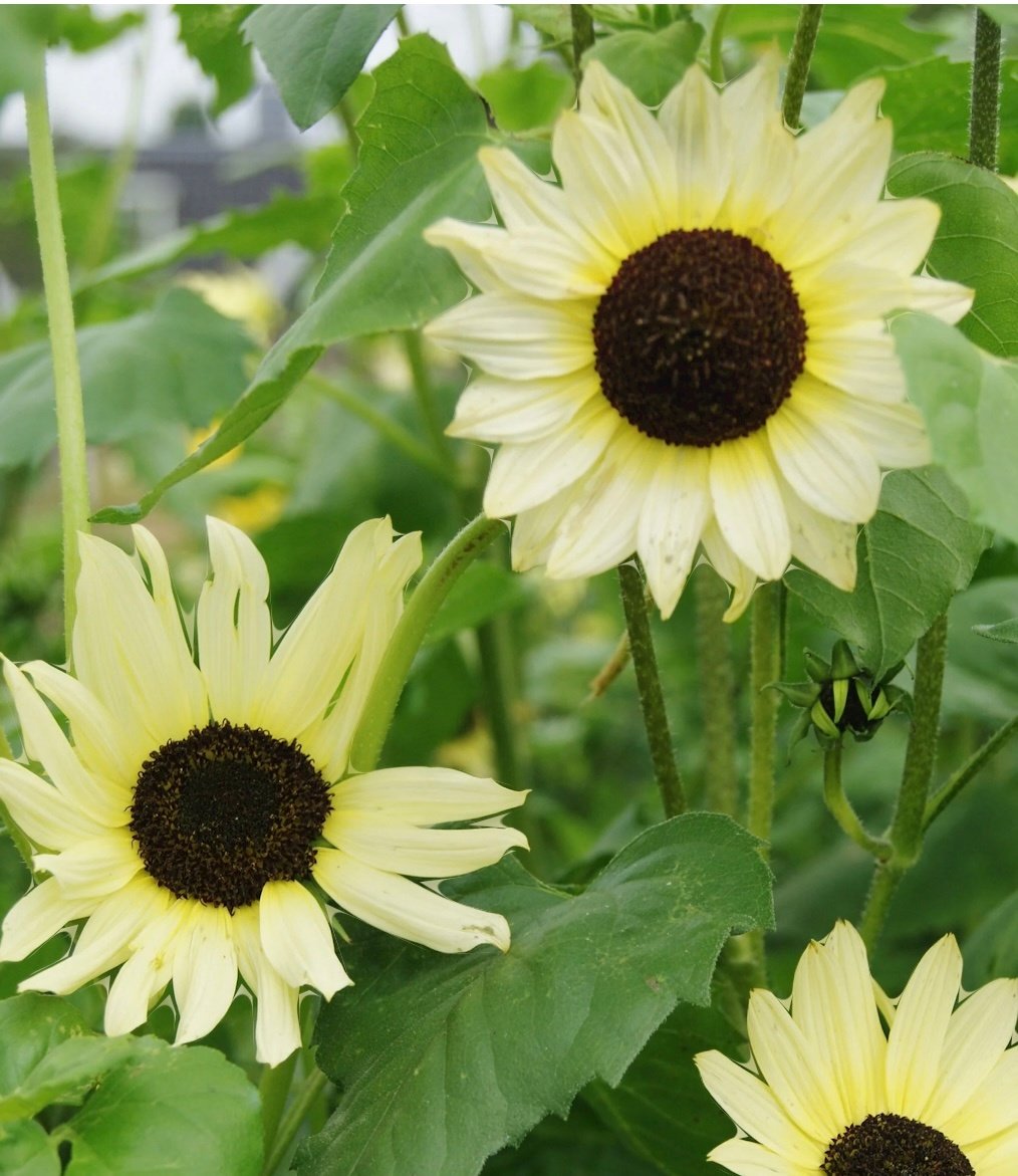 Solros ’Ice Cream’, krämvita b.. | Köp från Frejasfröer på Tradera ...