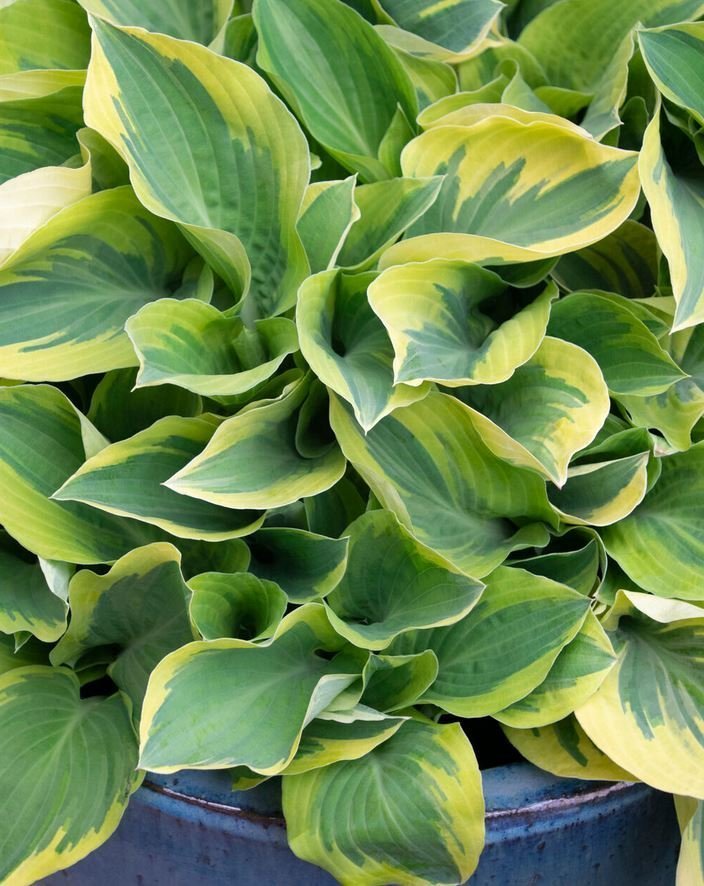 Hosta (funkia) "Bedazzled". - planta. | Köp på Tradera (732749546)
