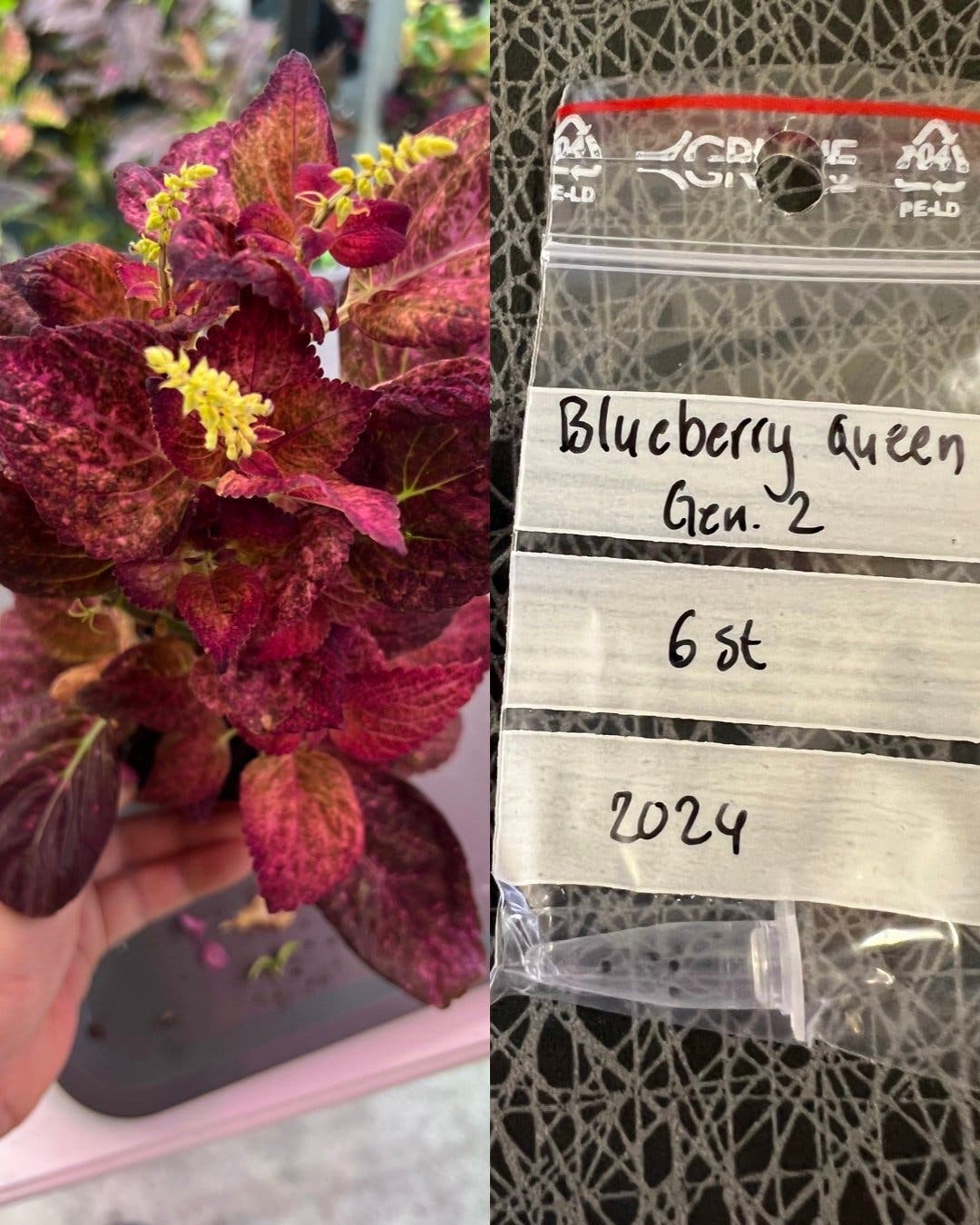 PALETTBLADSFRÖN, BLUEBERRY QUEEN GEN2 | Köp på Tradera (645938551)