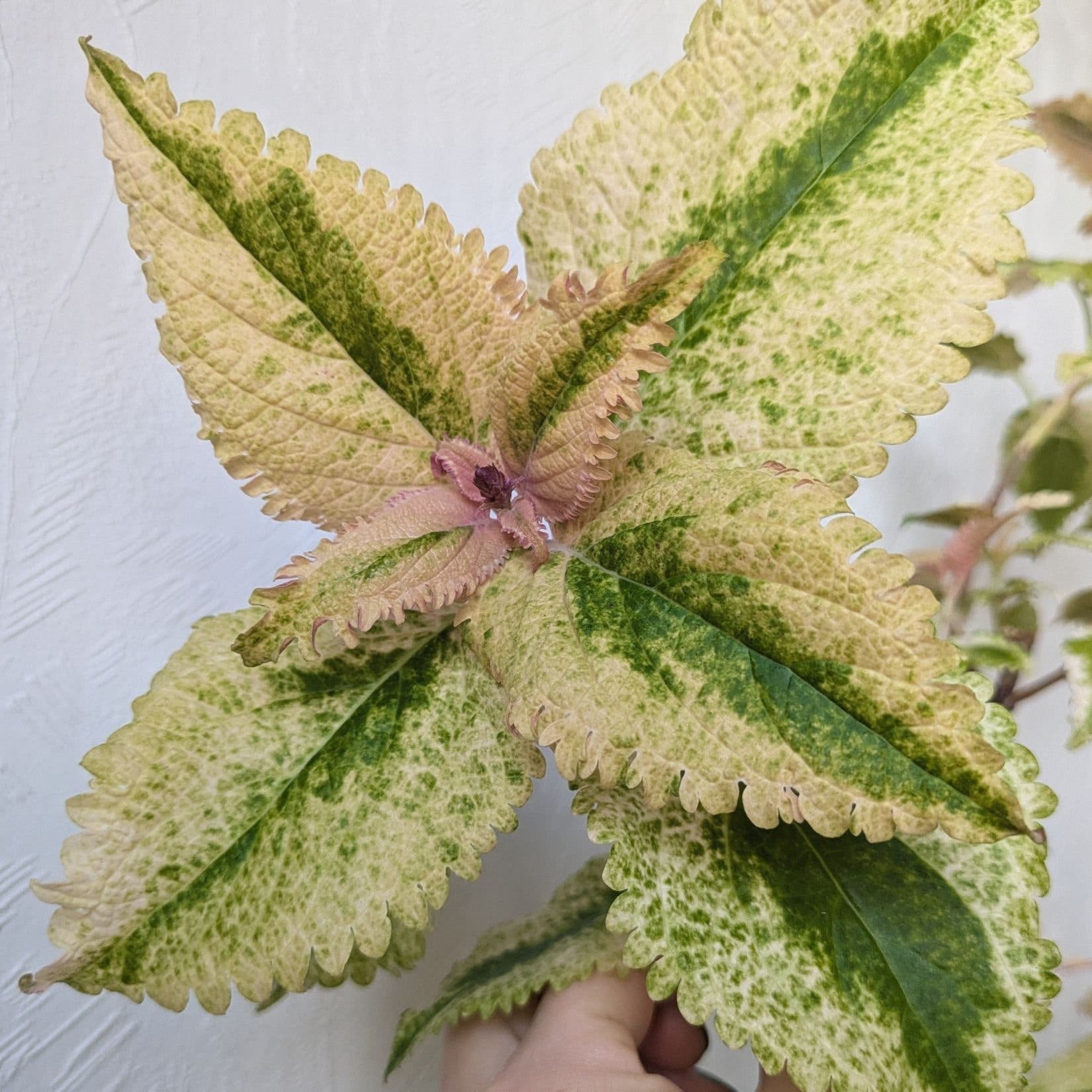 Stickling palettblad/coleus - My Precious, med .. | Köp på Tradera ...