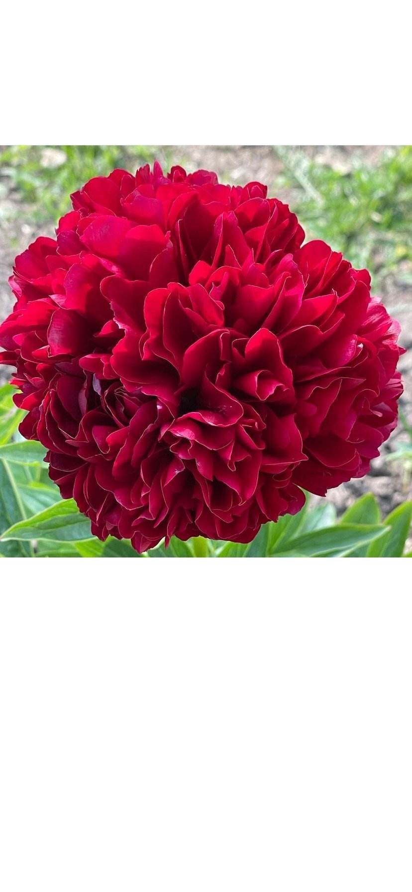 Röd vacker pion Paeonia red grace peony | Köp på Tradera (633985636)