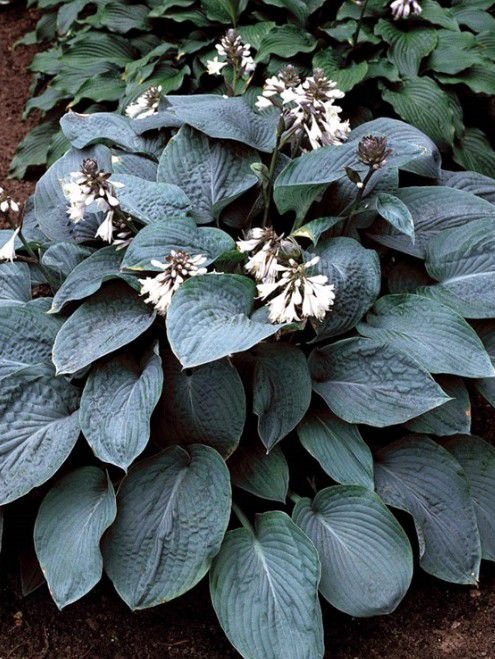 Hosta 'Blue Angel' | Köp på Tradera (711003215)