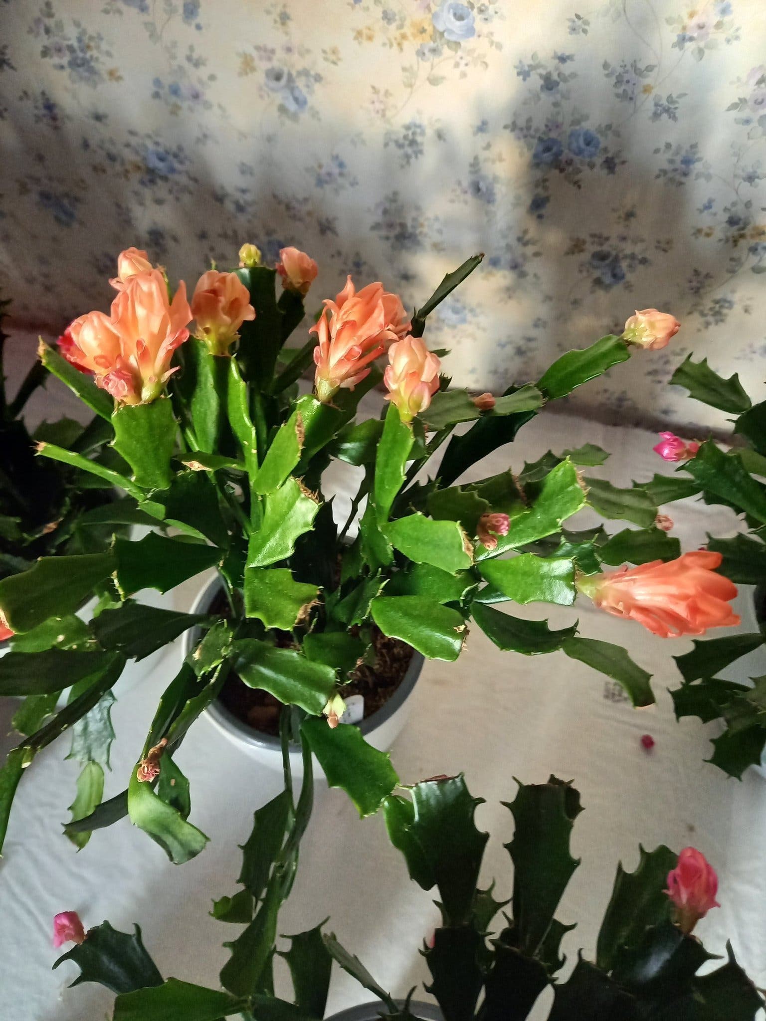 Schlumbergera Thor Wild Cactus mix,1 av 4, stic.. | Köp på Tradera ...