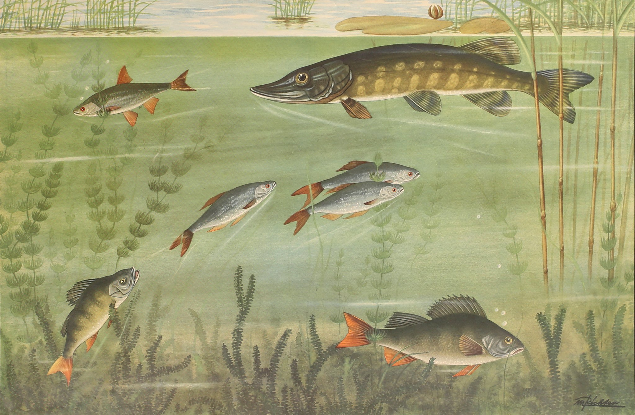 FINA FISKARNA GÄDDA ABORRE MÖRT FISK PLANSCH VA.. (421802308) ᐈ Köp på ...