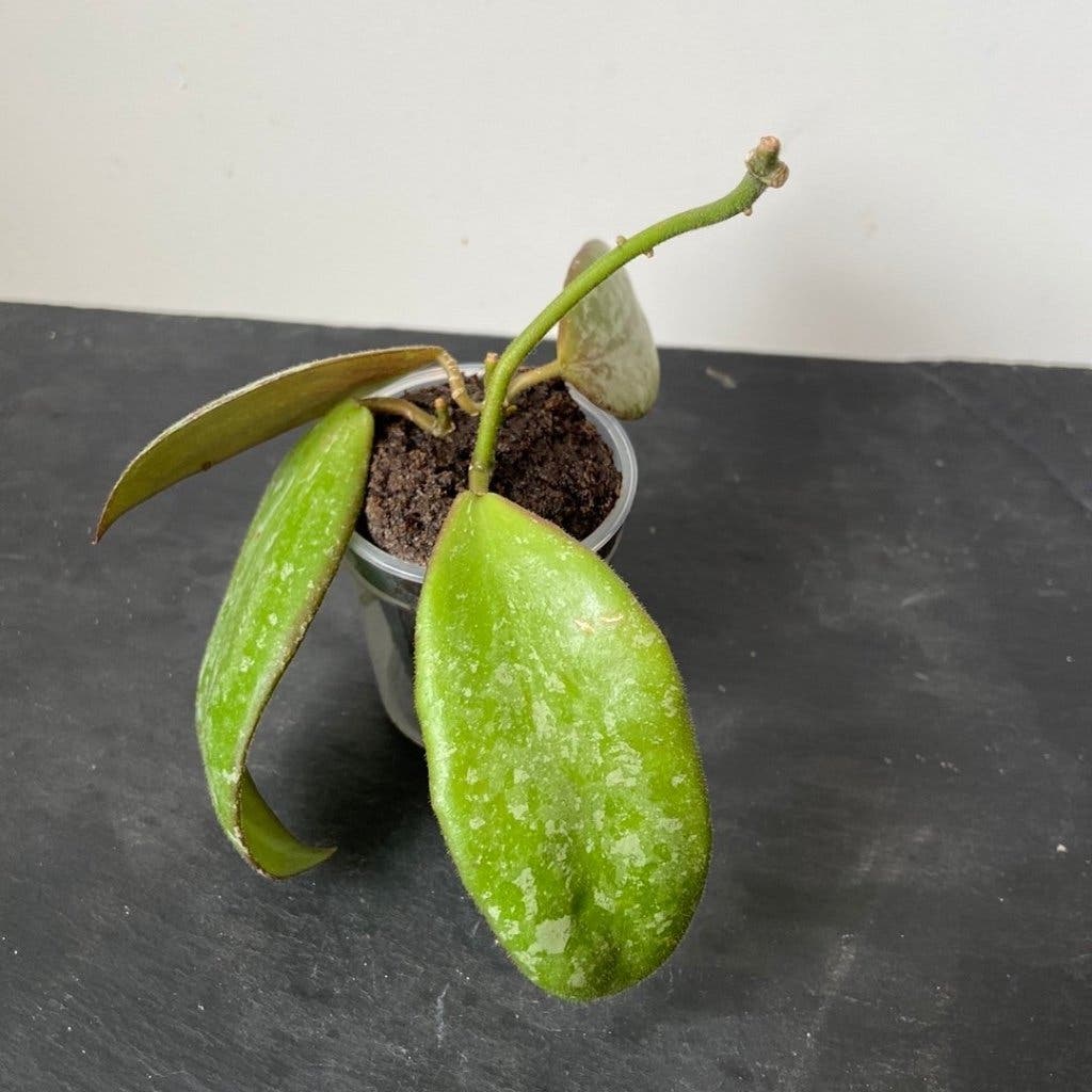 Hoya collina biakiensis.. | Köp från AlexBotaniskaButik på Tradera ...