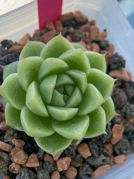 Echeveria ‘Ice edge’ - suckulent plant | Köp på Tradera (733752480)