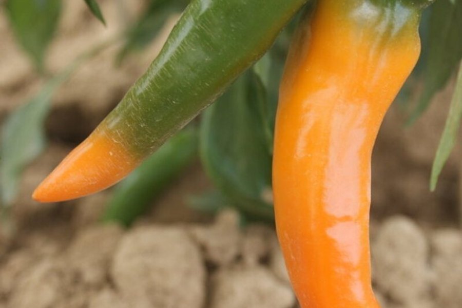 Chili Tequila sunrise | Köp på Tradera (713764679)