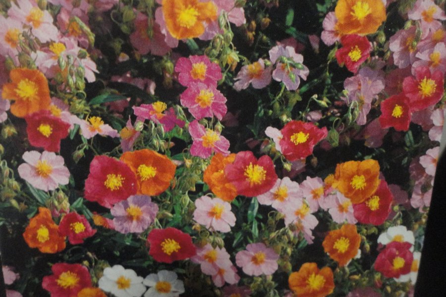 Rock Rose Mixed, 50 st frö | Köp på Tradera (735395038)