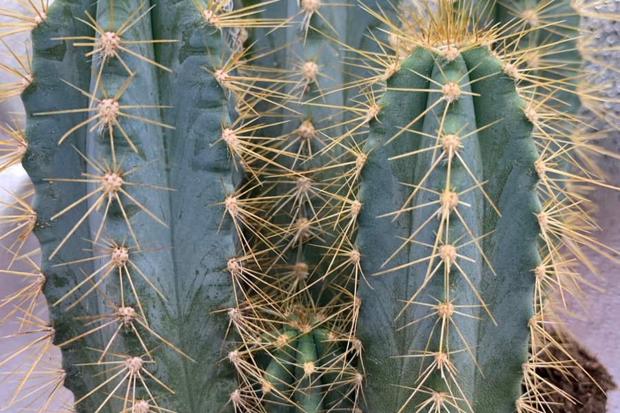 Tre sticklingar av Pilosocereus | Köp på Tradera (734693782)