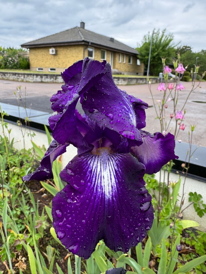 Iris Exotic Star | Köp på Tradera (735689583)