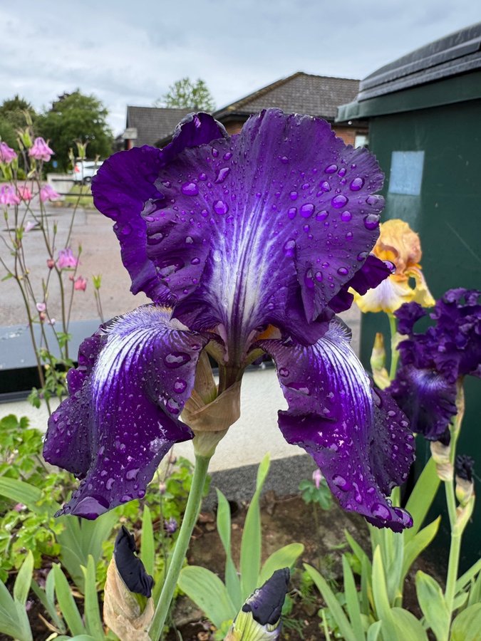 Iris Exotic Star | Köp på Tradera (735689583)