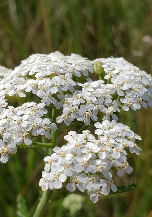 Röllika vit 20x frö perenn | Köp på Tradera (708238551)