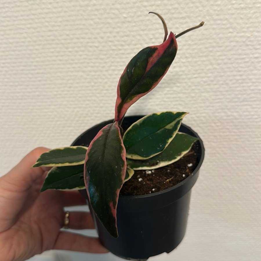 Hoya flamingo dream | Köp på Tradera (735543105)