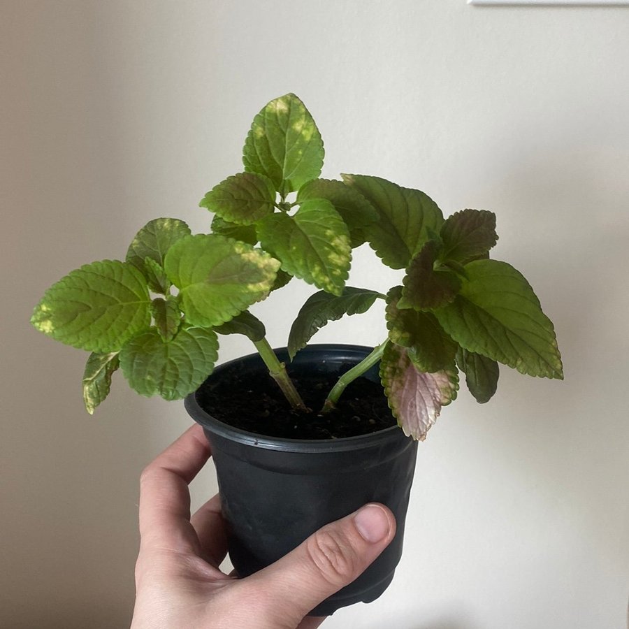 Palettblad planta i kruka, Haines, Coleus scute.. | Köp på Tradera ...