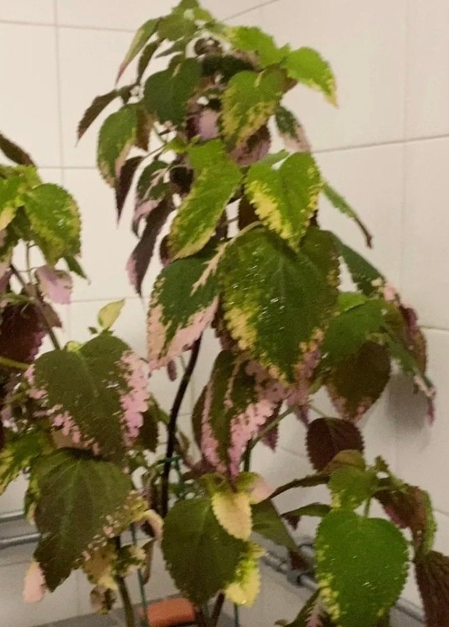 Palettblad planta i kruka, Haines, Coleus scute.. | Köp på Tradera ...
