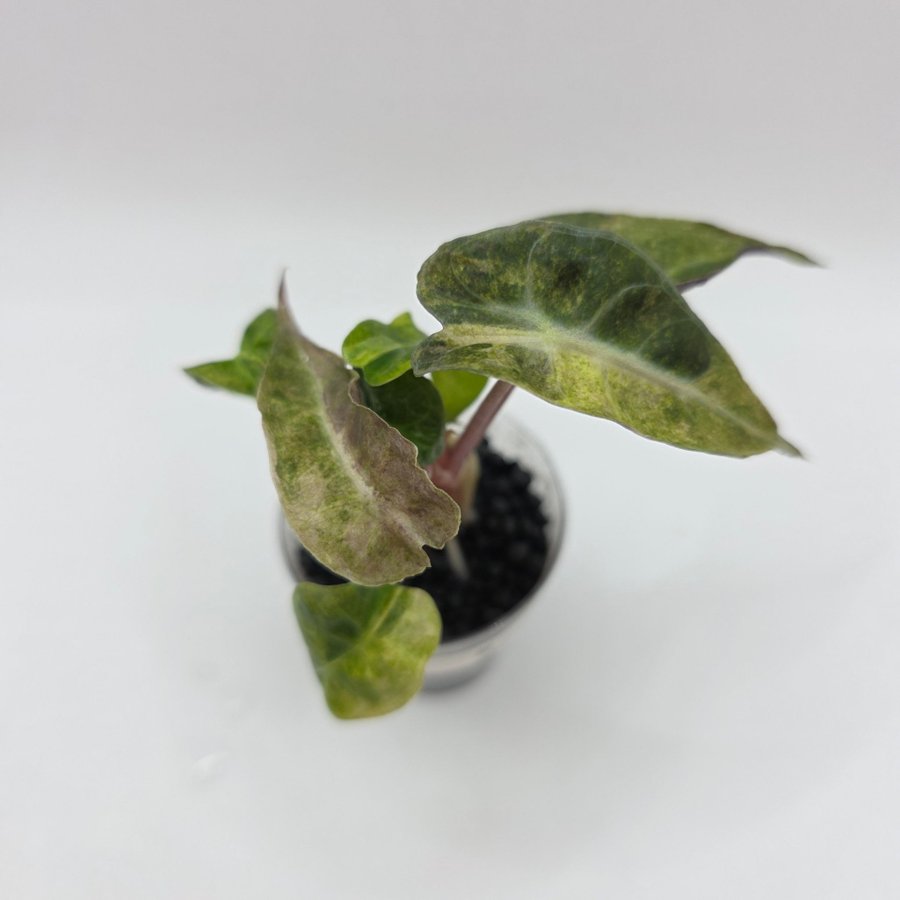 Se produkter som liknar Alocasia amazonica 'polly' pi.. på Tradera ...