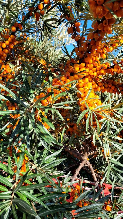 Se produkter som liknar Havtorn buske på Tradera (690942093)