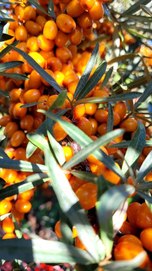 Se produkter som liknar Havtorn buske på Tradera (690942093)