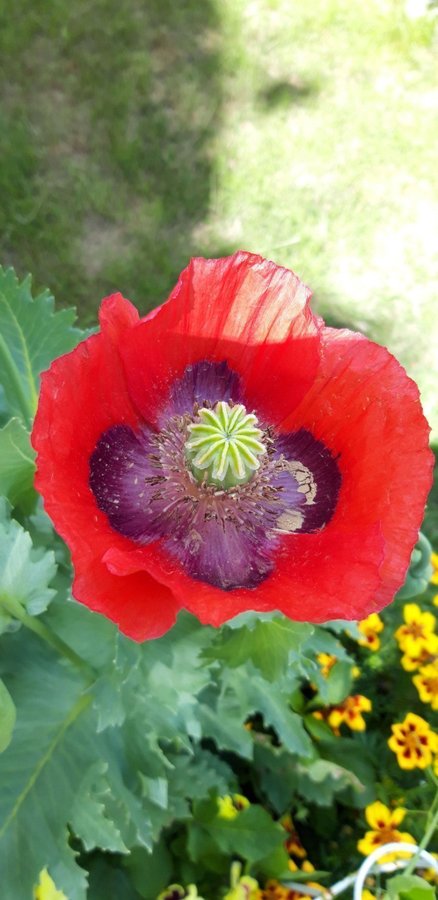 frön röd vallmo ettårig minst 100 frön | Köp på Tradera (708077271)