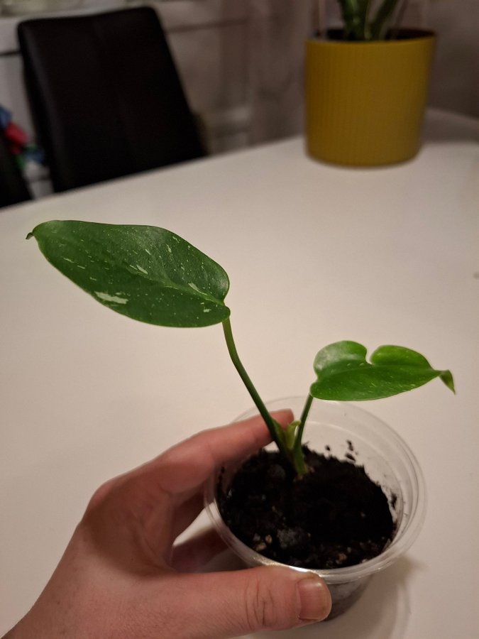 Monstera Thai Constellation stickling | Köp på Tradera (706917605)
