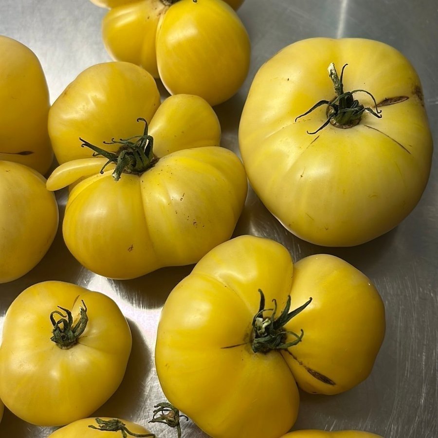 #30: Tomatfrön 8 st - biff white beauty - bifft.. | Köp på Tradera (703355776)