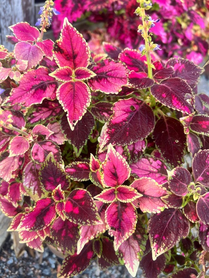 Empress ÖP FRÖN *palettblad*coleus* | Köp på Tradera (711038177)