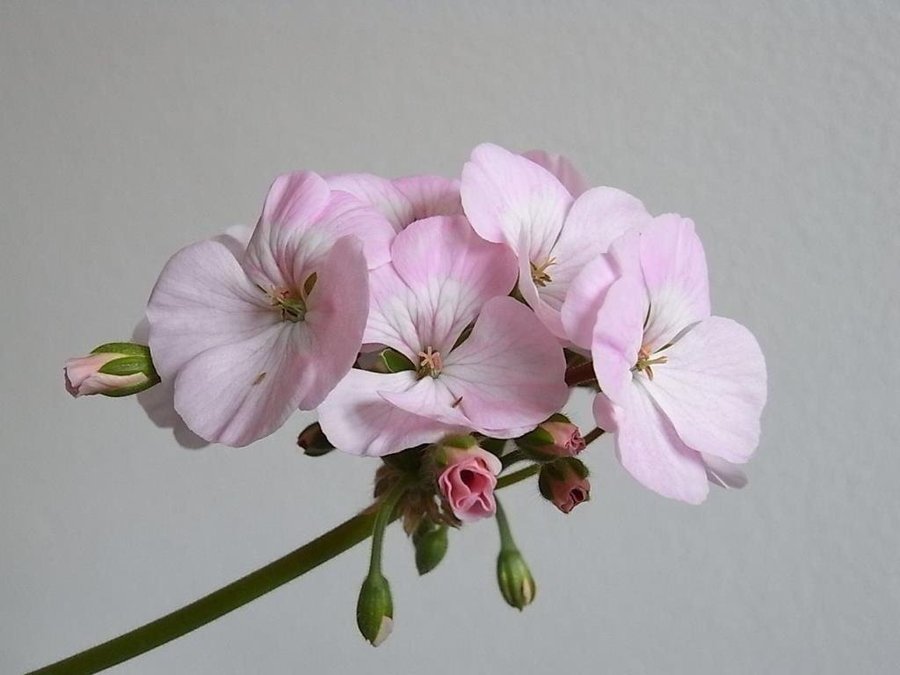 Rotad Stickling av Pelargonen Black Velvet Appl.. | Köp på Tradera ...